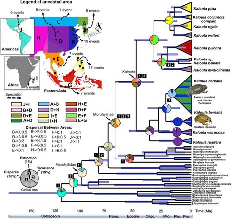 Bayesian Binary MCMC Tree Summarizing The Reconstructed Ancestral Areas Download Scientific