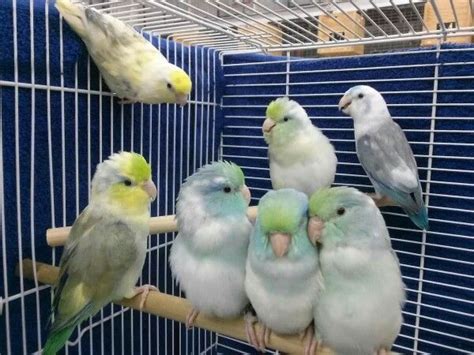 Pacific Parrotlet Color Mutation Chart Artofit