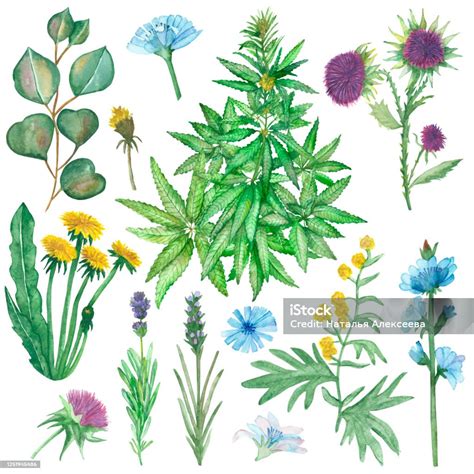 수채화 손 은 노란색 민들레 쑥 보라색 라벤더 우유 엉겅퀴 푸른 치커리 꽃 녹색 대마 잡초와 유칼립투스 잎 잡티 잔디 컬렉션세트 자연 허브 식물 0명에 대한 스톡 벡터 아트