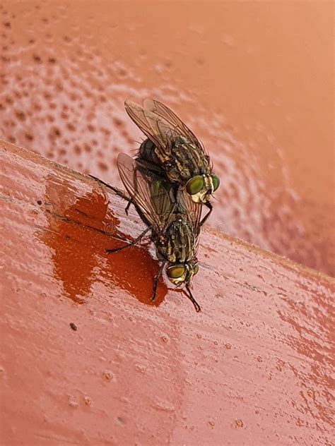 Side View Of Two House Flies Having Sex Musca Domestica Stock Image