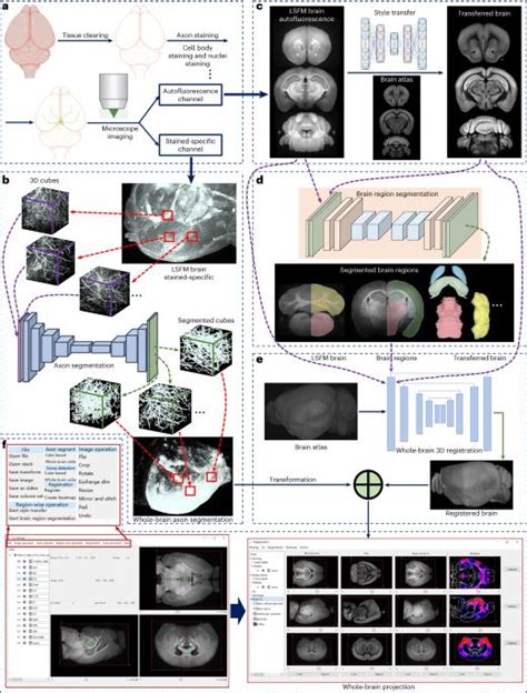 D Lmbmap A Fully Automated Deep Learning Pipeline For Whole Brain Profiling Of Neural Circuitry