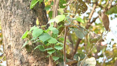 Ficus Religiosa Tree Growing On Another Tree Trunk Stock Footage Video Of Pipal Roots 373899898
