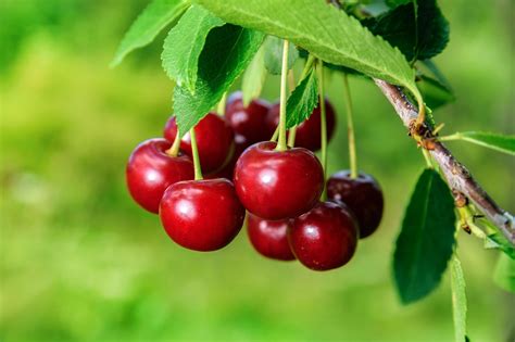 Cherry Wallpapers Download