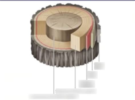 What Is Bark Summary Of Stem Layers Diagram Quizlet