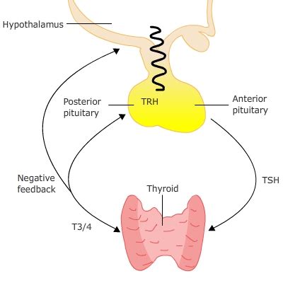 Thyroid Hormone Feedback Loop Diagram