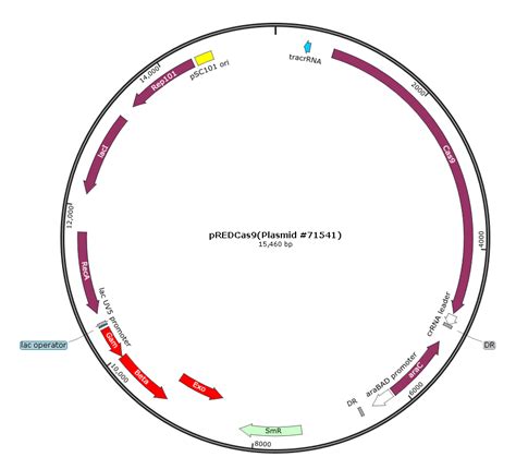 Predcas9plasmid 71541 原核编辑质粒 Crispr基因编辑 产品展示 上海海吉浩格生物科技有限公司