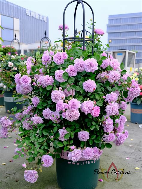 Rainy Blue Rose Plant
