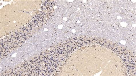 Siglec10 Monoclonal Antibody C5 Invitrogen Antibodies Primary