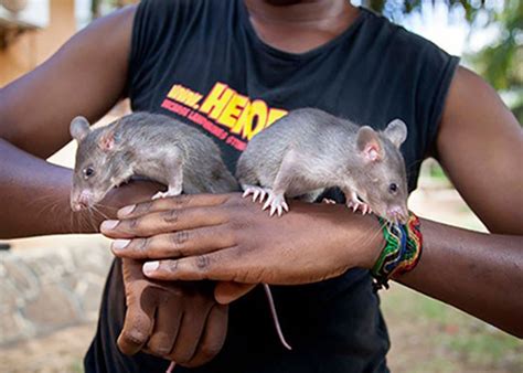ФОТО Эрэн хайх аврах ажиллагаанд дайчлагддаг баатарлаг хархнууд