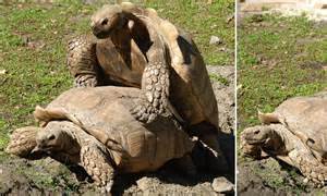 Fancy A Bit Of Rough And Tumble Love The Hapless Amorous Tortoise Who Only Managed A Babe Bit