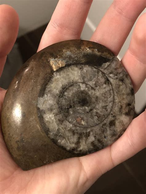 Help Me Identify This Fossil R Fossils