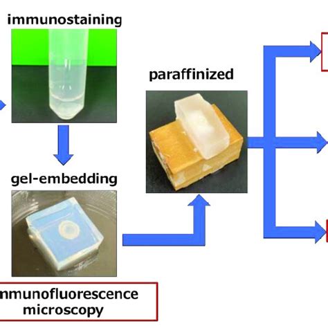Schematic Representation Of A Multiple Observation Model Of A Single Download Scientific Schematic Representation Of A Multiple Observation Model Of A Single Download Scientific