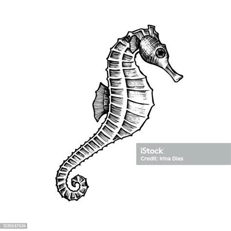 해마 손으로 그린 낙서 윤곽선 해저 로고 아이콘 엽서 문신용 해마의 주민 해마 열대어에 대한 스톡 벡터 아트 및 기타 이미지 해마 열대어 라인아트 외형선 Istock