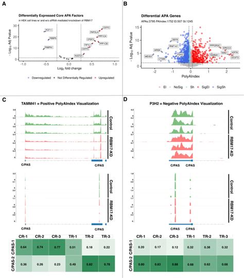 Polyaminer Bulk A Machine Learning Based Bioinformatics Algorithm To