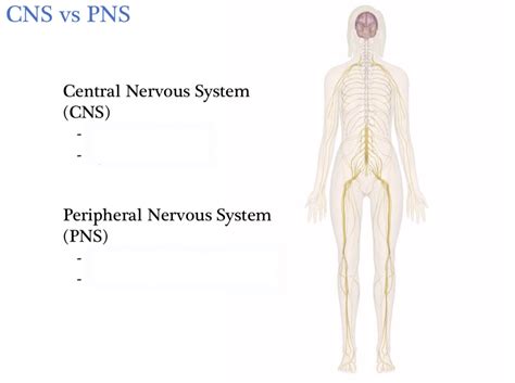 Cns Vs Pns Diagram Quizlet