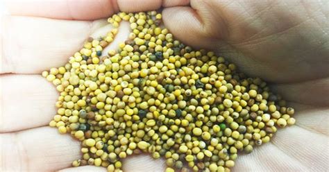 BIJI MUSTARD ENERGI TERBARUKAN DIDUNIA PENERBANGAN