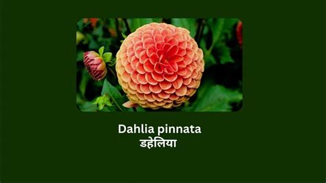 Flower Classification Discover How To Classify And Identify Your