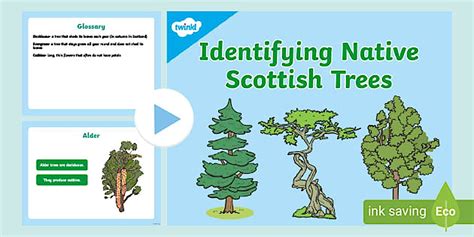 Identifying Native Scottish Trees Powerpoint Teacher Made