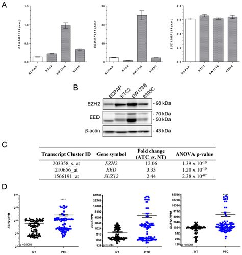 Modulation Of Ezh2 Activity Induces An Antitumoral Effect And Cell Redifferentiation In