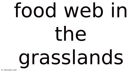 Food Web In The Grasslands