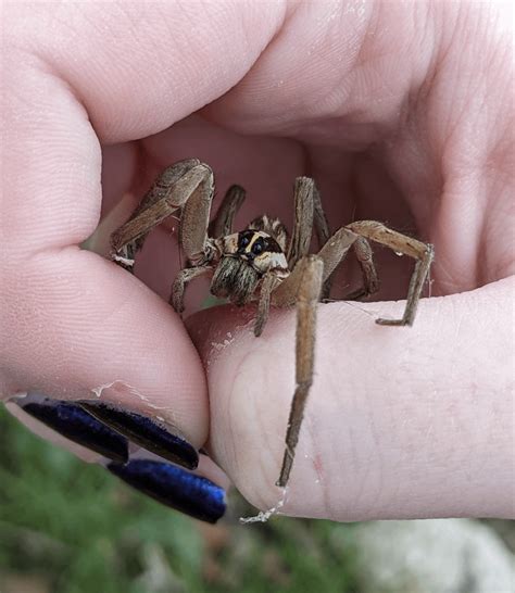 Meet Fanta My New Regal Jumping Spider R Spiderbro