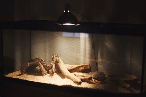 Can I Tell My Ball Pythons Sex Without Popping Or Probing My Pet Python