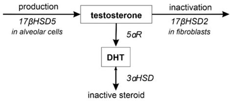Biomolecules Special Issue Sex Differences In Biomedical Research