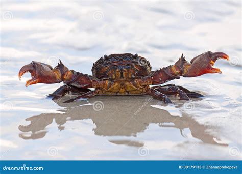 Crab Stock Image Image Of Pose Nature Thailand Coastline 30179133