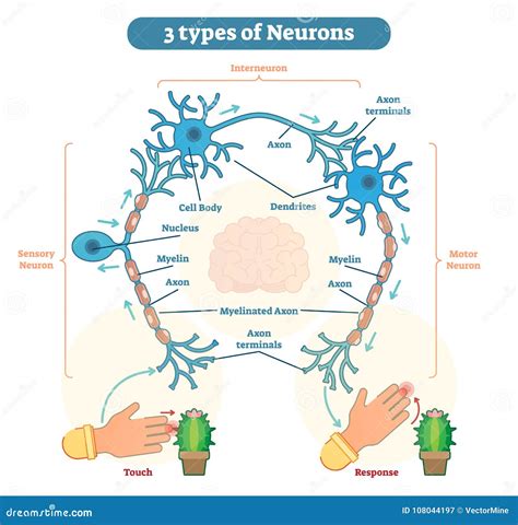 Neuron Types Neuron Types