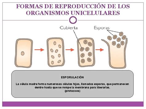 Los Seres Vivos Y Las Funciones De Reproduccin