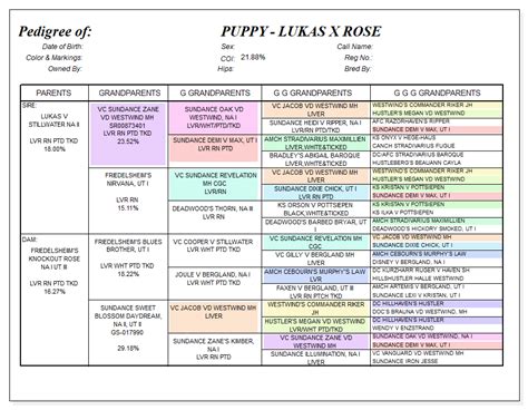 Lukas X Rose Sundance German Shorthaired Pointers