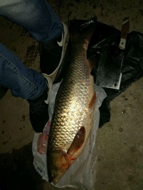 手竿第一次起這麼大草魚想著釣鯽魚的抄網都沒裝累死了 每日頭條