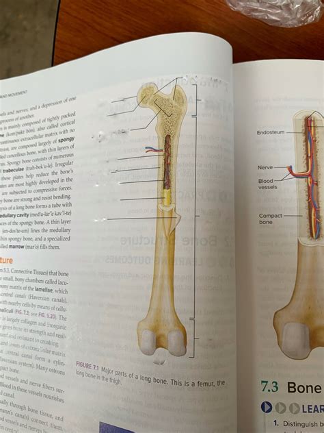Bone Diagram Diagram Quizlet