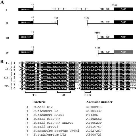 Genomic Comparison Of Fepb Leader Regions A Schematic Representation