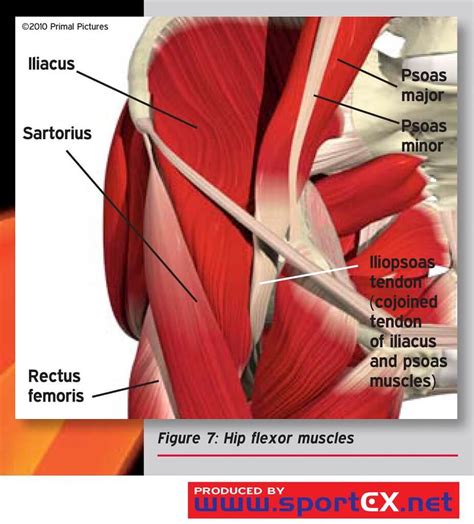 How To Manage A Hip Flexor Strain How To Manage A Hip Flexor Strain