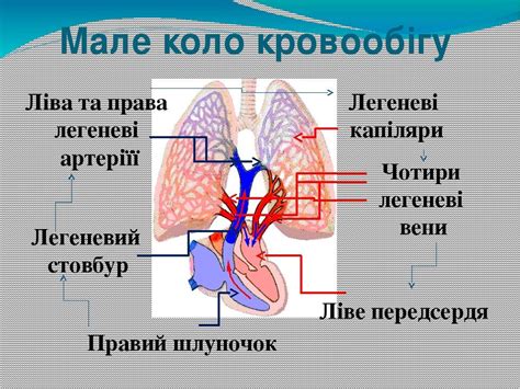 Урок Будова і функціїї кровоносних судин Презентація Біологія