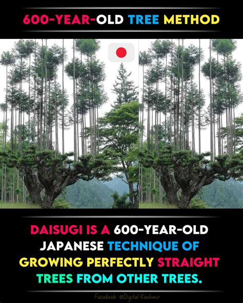 Digital This 600 Year Old Japanese Technique Daisugi Grows