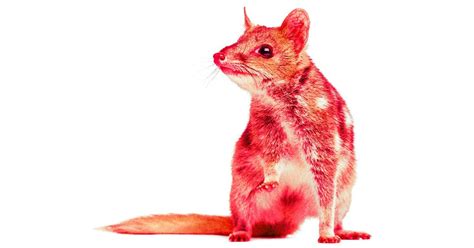 Furious Marsupial So Thirsty For Sex That Its Dying Scientists Warn