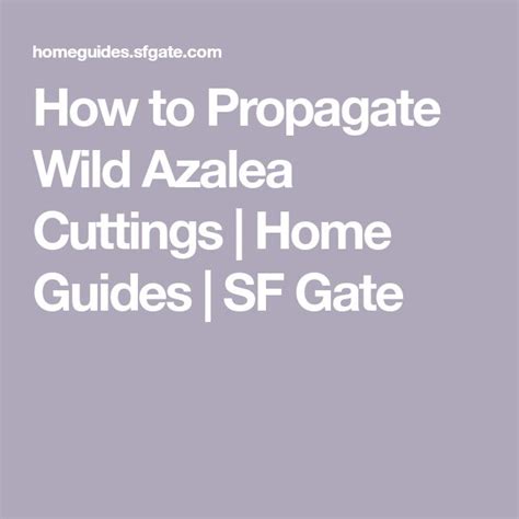 How To Propagate Wild Azalea Cuttings Azaleas Propagation Plant Hardiness Zone