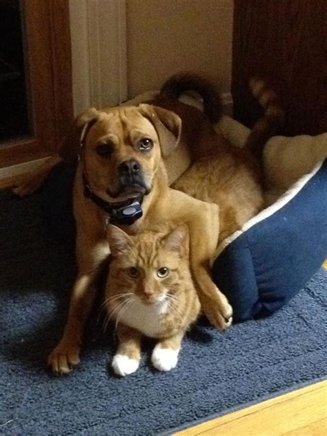 Cute Animals Cuddling