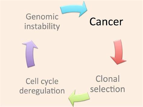 Some Factors Contributing To Cancer Circular Causality Cancer Is Known