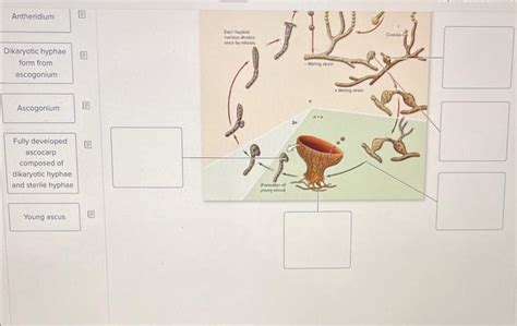 Solved Label The Diagram Of The Structures That Develop