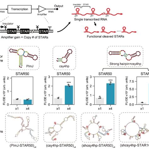 Investigating Insulation Strategies For Regulatory Rna Arrays A Download Scientific Diagram