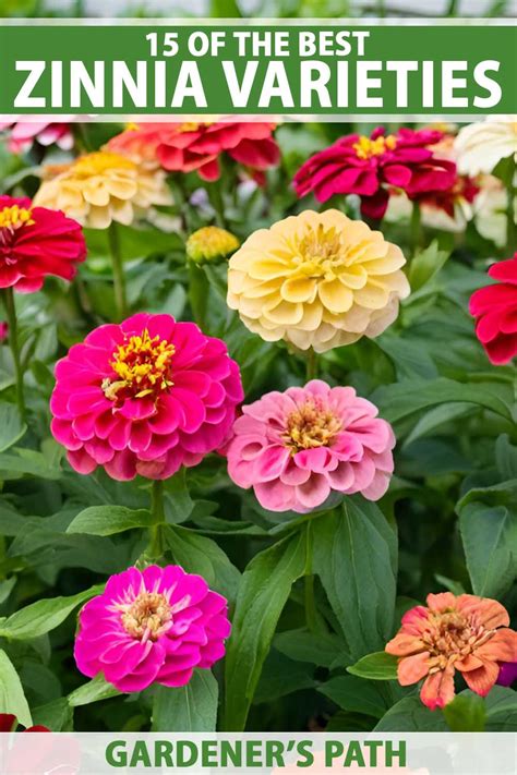 15 Of The Best Zinnia Varieties To Grow In The Garden