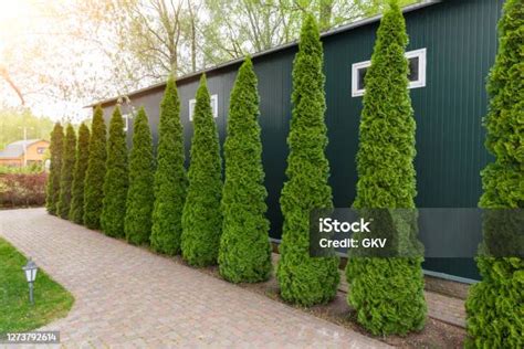 시골 오두막 뒤뜰의 길을 따라 키가 큰 상록 투자 옥시덴탈리스 나무 녹색 울타리 울타리의 행 조경 디자인 토피아 및 메인테니 뒤뜰에 대한 스톡 사진 및 기타 이미지 Istock