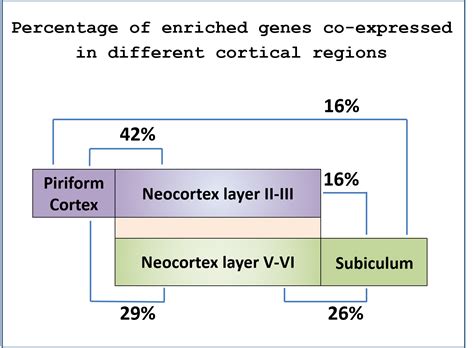A Hypothesis For The Evolution Of The Upper Layers Of The Neocortex