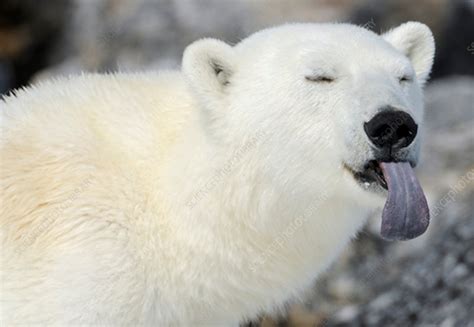 Polar Bear Portrait With Blue Tongue Sticking Out Stock Image C042