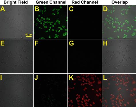 Fluorogenic Polyfunctional Coumarin Based Chemosensors For Multianalyte Detection Intechopen