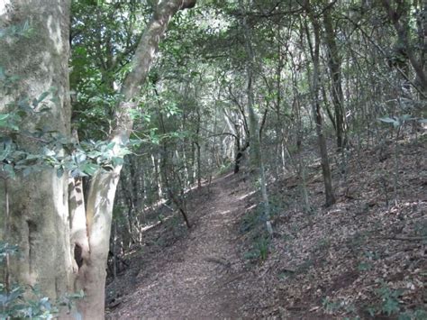 Entumeni Nature Reserve Eshowe South Africa Modern Overland