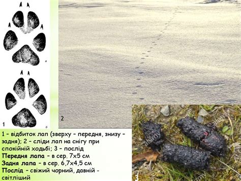 Сліди тварин презентация онлайн